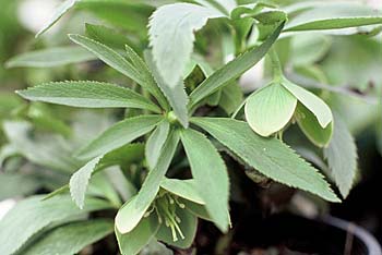 Helleborus acaulescent species - Post Office Farm Nursery