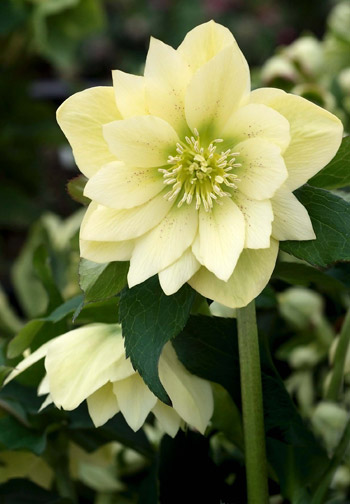 double-primrose - Post Office Farm Nursery