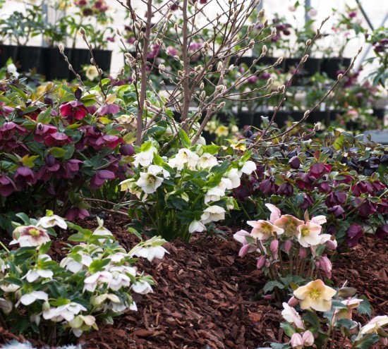 Seasonal Open Days - Post Office Farm Nursery