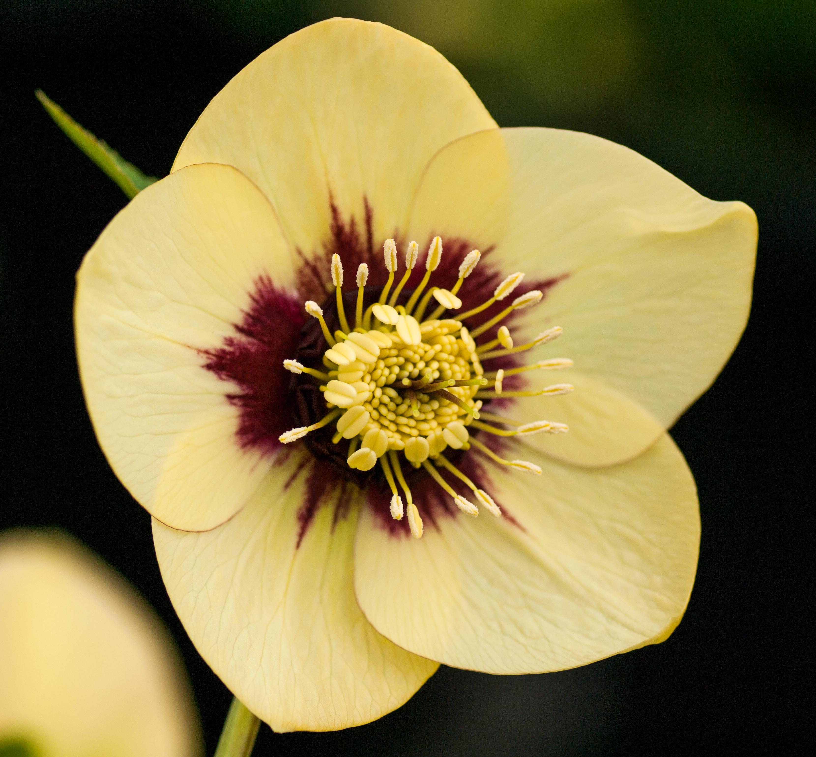 Primrose Yellow Dark Centre - Post Office Farm Nursery