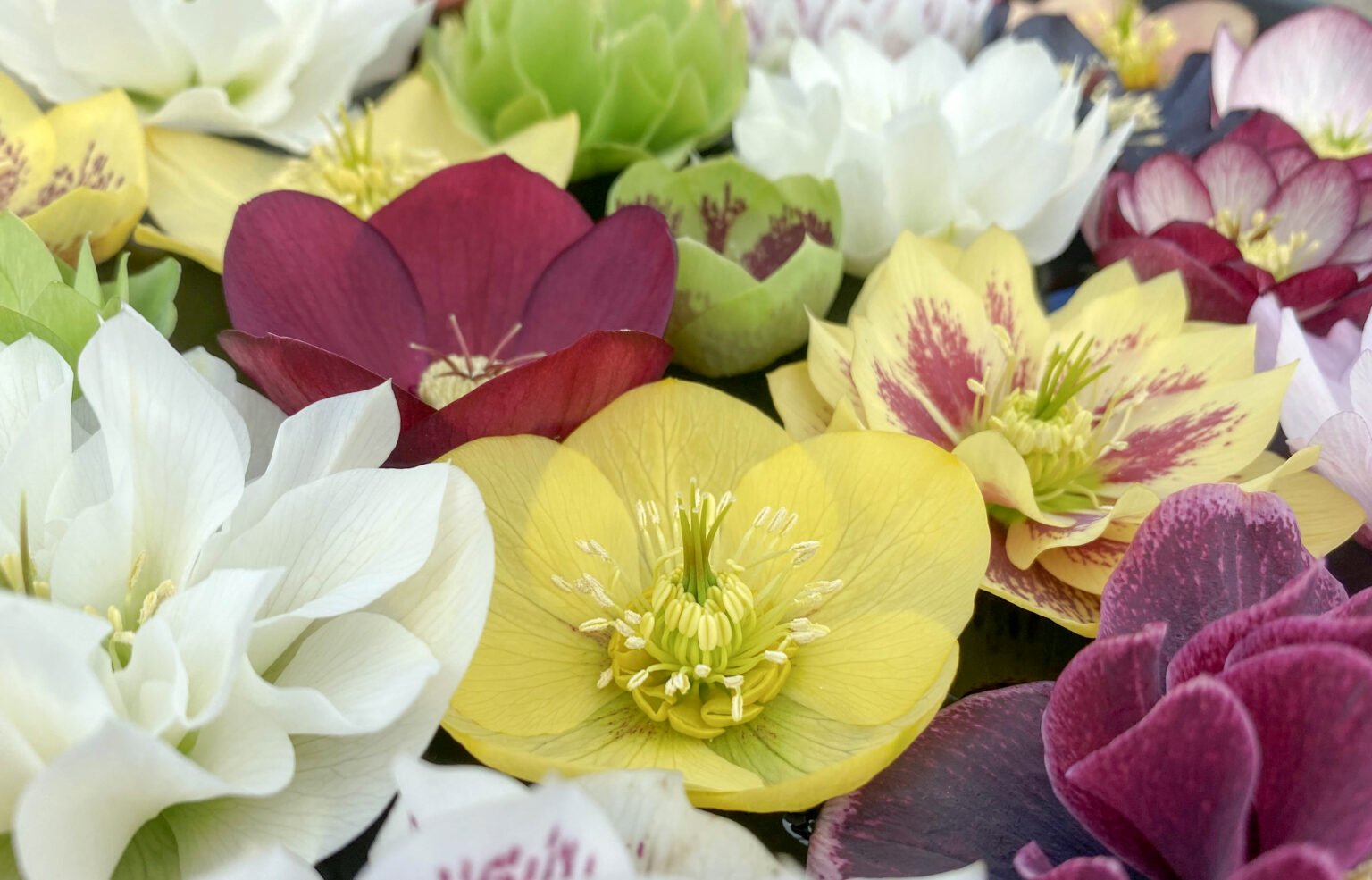 Post Office Farm Nursery | Hellebores Nursery | Winter Roses