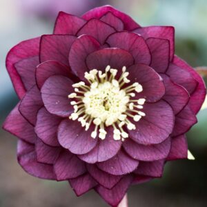 Shop - Post Office Farm Nursery