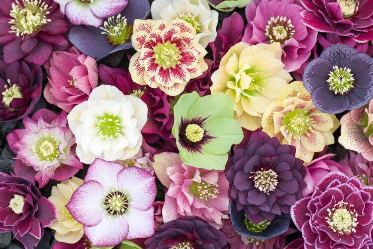 News Archives - Post Office Farm Nursery