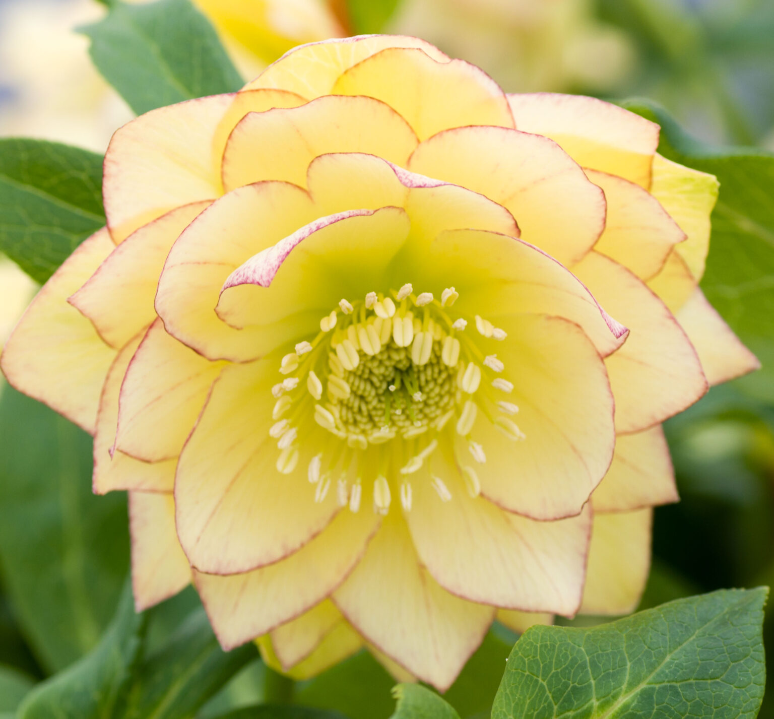 Double primrose picotee - Post Office Farm Nursery